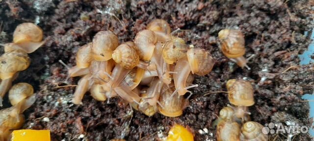 Отдам улиток в добрые руки