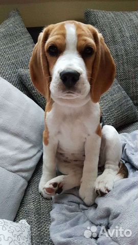 Щенки Бигля (15т)