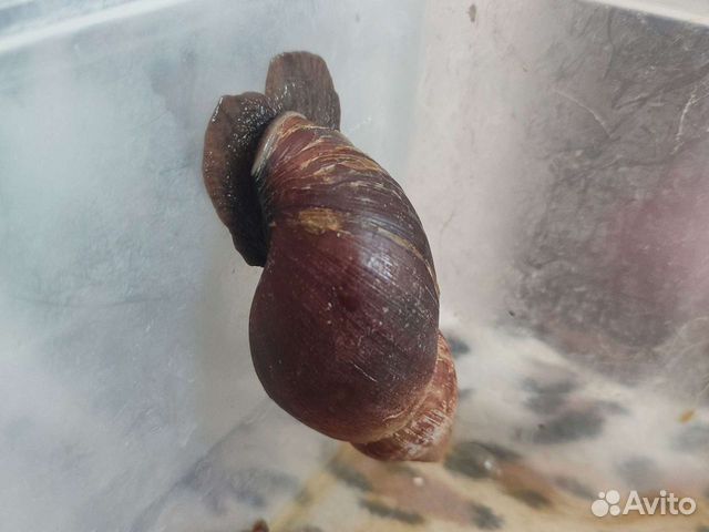 Улитки ахатины бесплатно