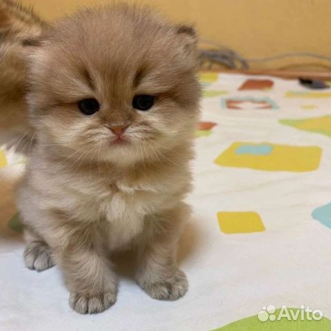 Британская кошка золотая шиншилла
