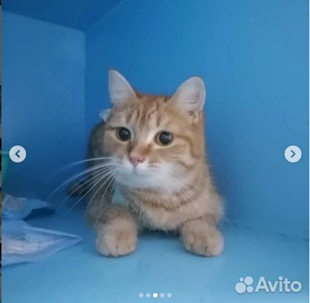 Кошечка Жужа возвращается на улицу