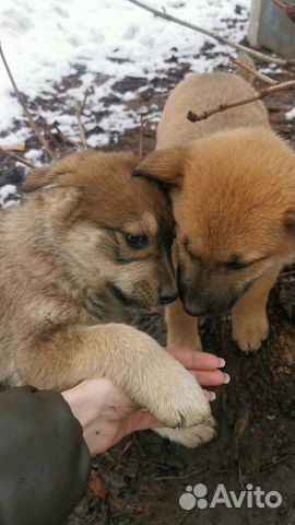 Щенки в добрые руки