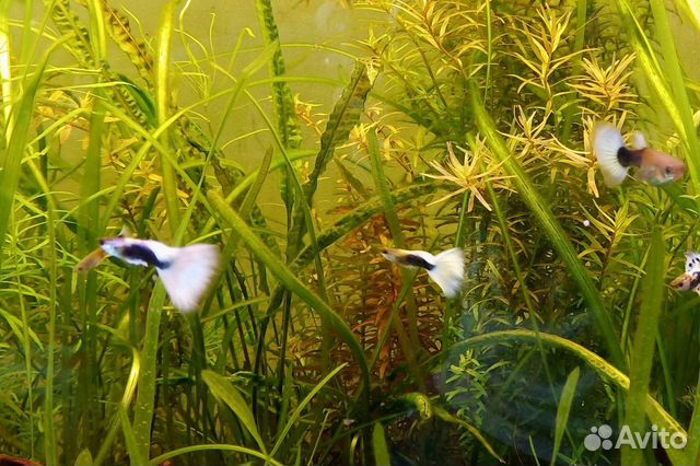 Гуппи Канадские