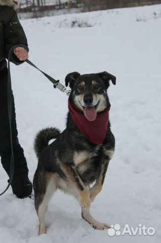 Боня-добрая душа и весельчак ищет дом