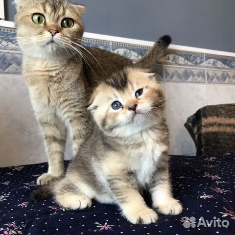 Шотландский вислоухий котёнок