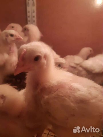 Цыплята бройлеры