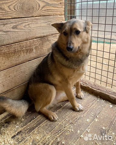 Страдает ужасно без человека ласковая Жужа