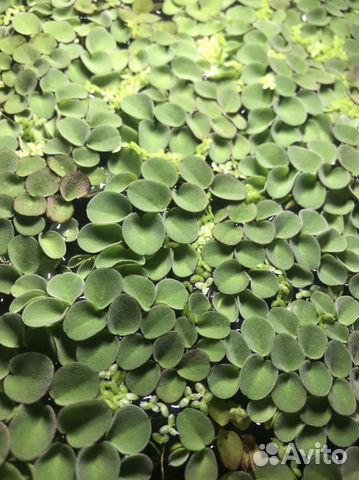 Сальвиния плавающая