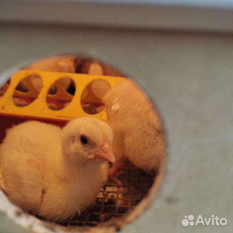 Цыплята бройлеры росс 308