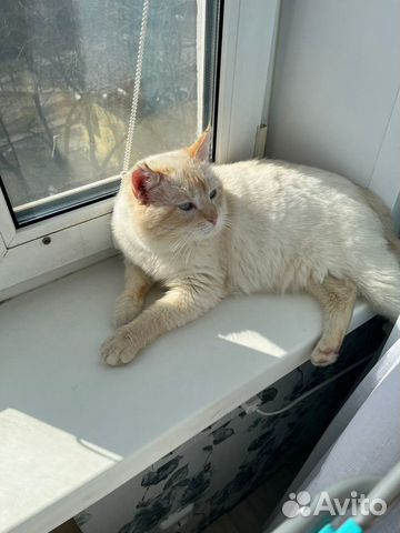 Кот в добрые руки