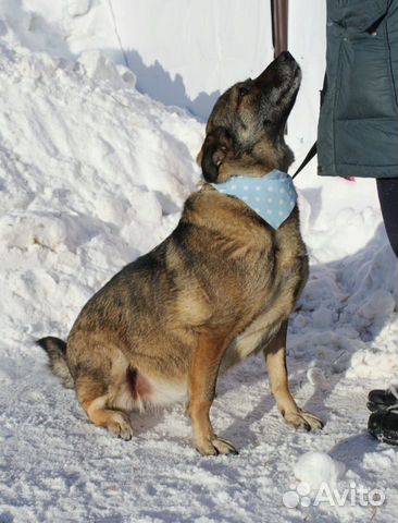 Заглядывает в глаза с мольбой о спасении