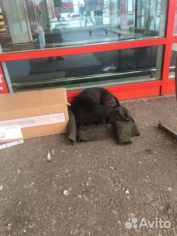 Собака в беде надо добрые руки