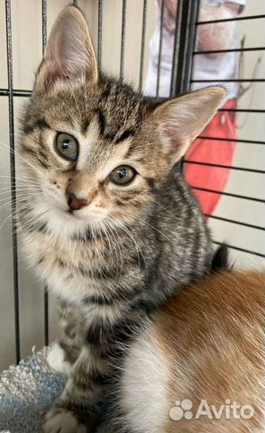 Диана - Охотница Кнопкина живет в клетке