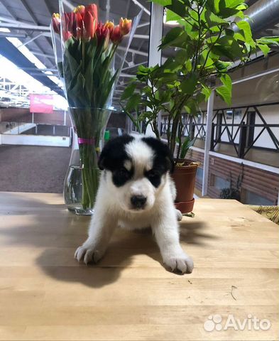 Щенки бесплатно