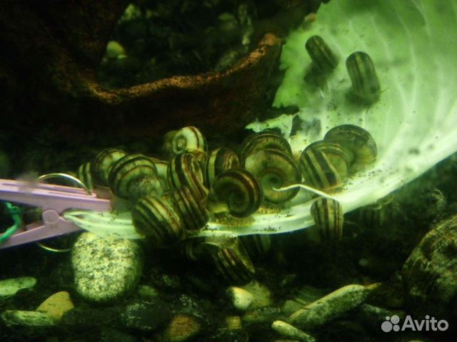 Улитка Мариза