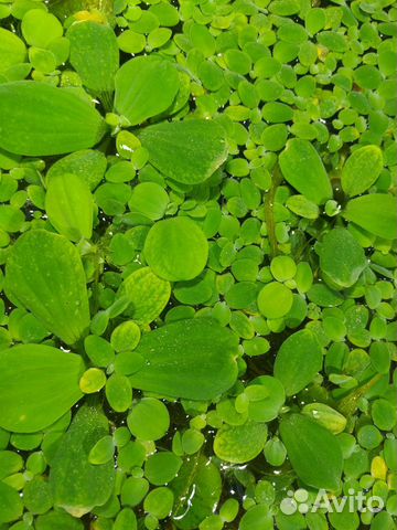 Аквариумные растения