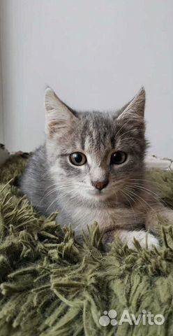 Котенок в добрые руки бесплатно