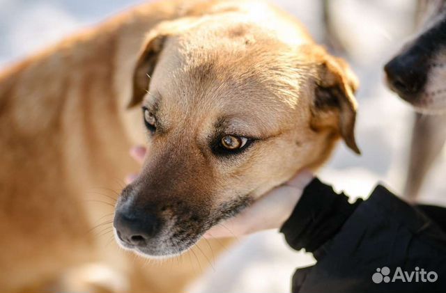 Собака Сонька