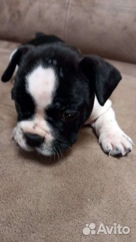 Французский бульдог щенки