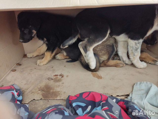 Брошенные Щенки