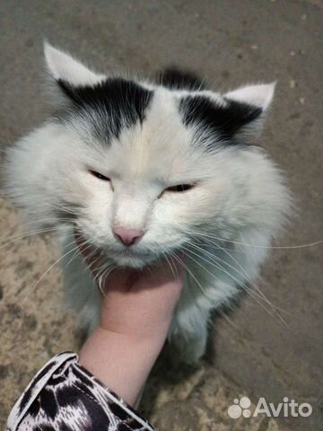 Кошка красавица ищет дом и любящих хозяев