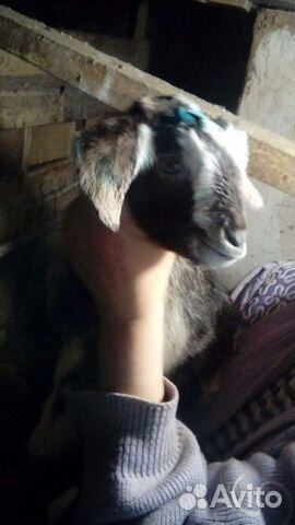 Козлята ламанчи