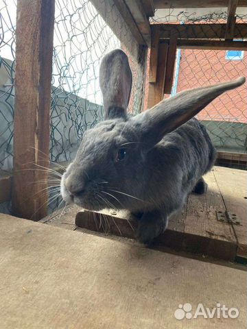 Кролики мясных пород