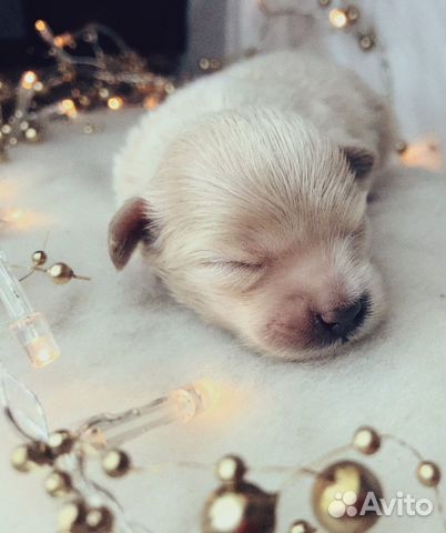 Эксклюзивные щенки мальтипу