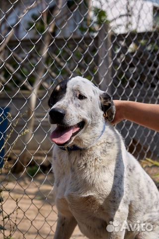 Бим в поисках хозяина