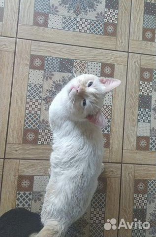 Кот молодой бесплатно