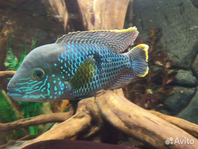Акара бирюзовая