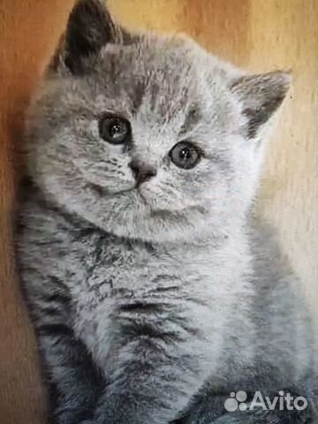 Британская