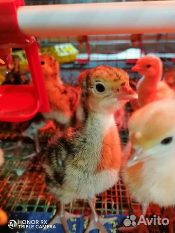 Индюшата бронзовые северокавказские