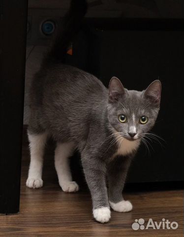 Русская голубая порода близкий метис Котенок