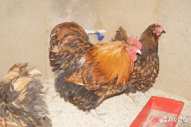 Инкубационное яйцо