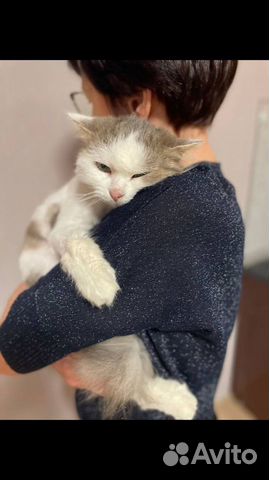 Кот
