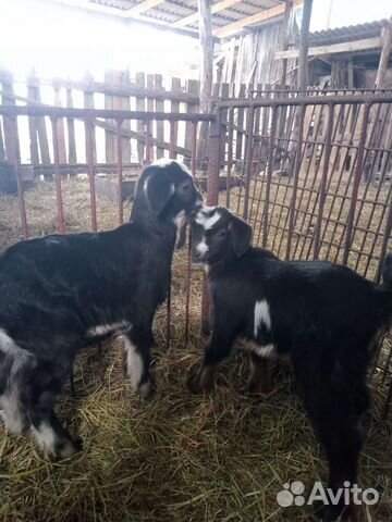 Нубийские козлята