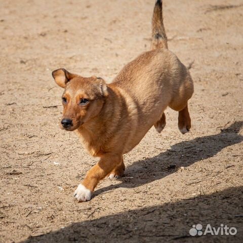 Собака из приюта ищет дом
