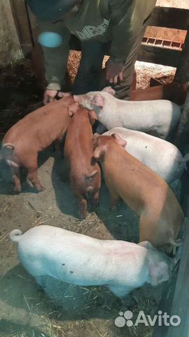 Поросята дюрок