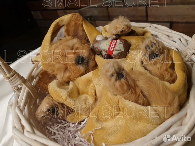 Той-пудель тикап девочка teddy