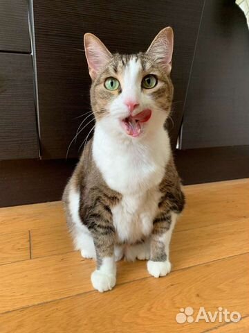 Котик-метис Фин