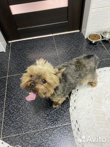 Йоркширский терьер бесплатно