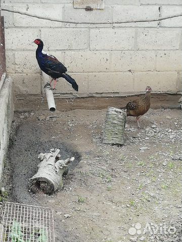 Фазаны Свайно - Пара