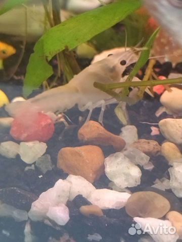 Калифорнийские аквариумные раки