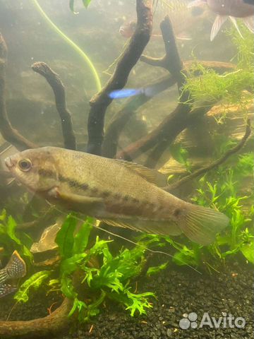 Гурами бесплатно