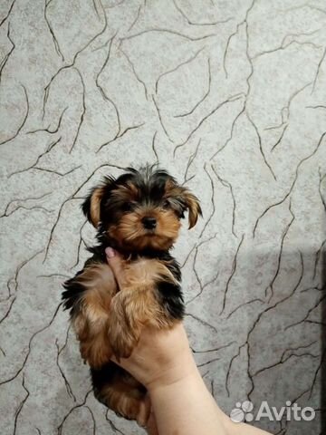 Йоркширский терьер