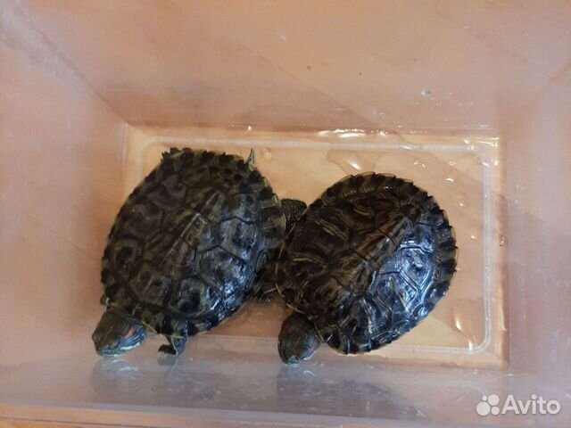 Отдам 2х черепах