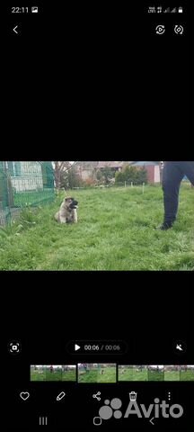 Продаются щенки кавказской овчарки