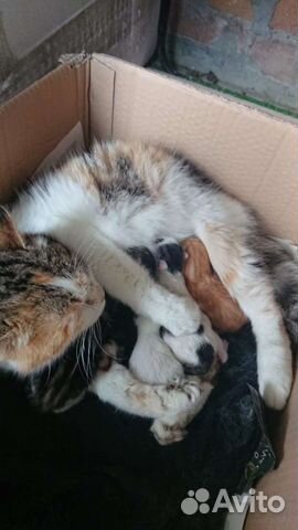 Отдам котят в добрые руки