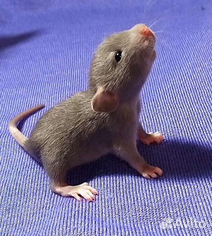 Крысята дамбо от ratlove13.85